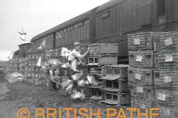 Pigeon traffic - Steve Banks